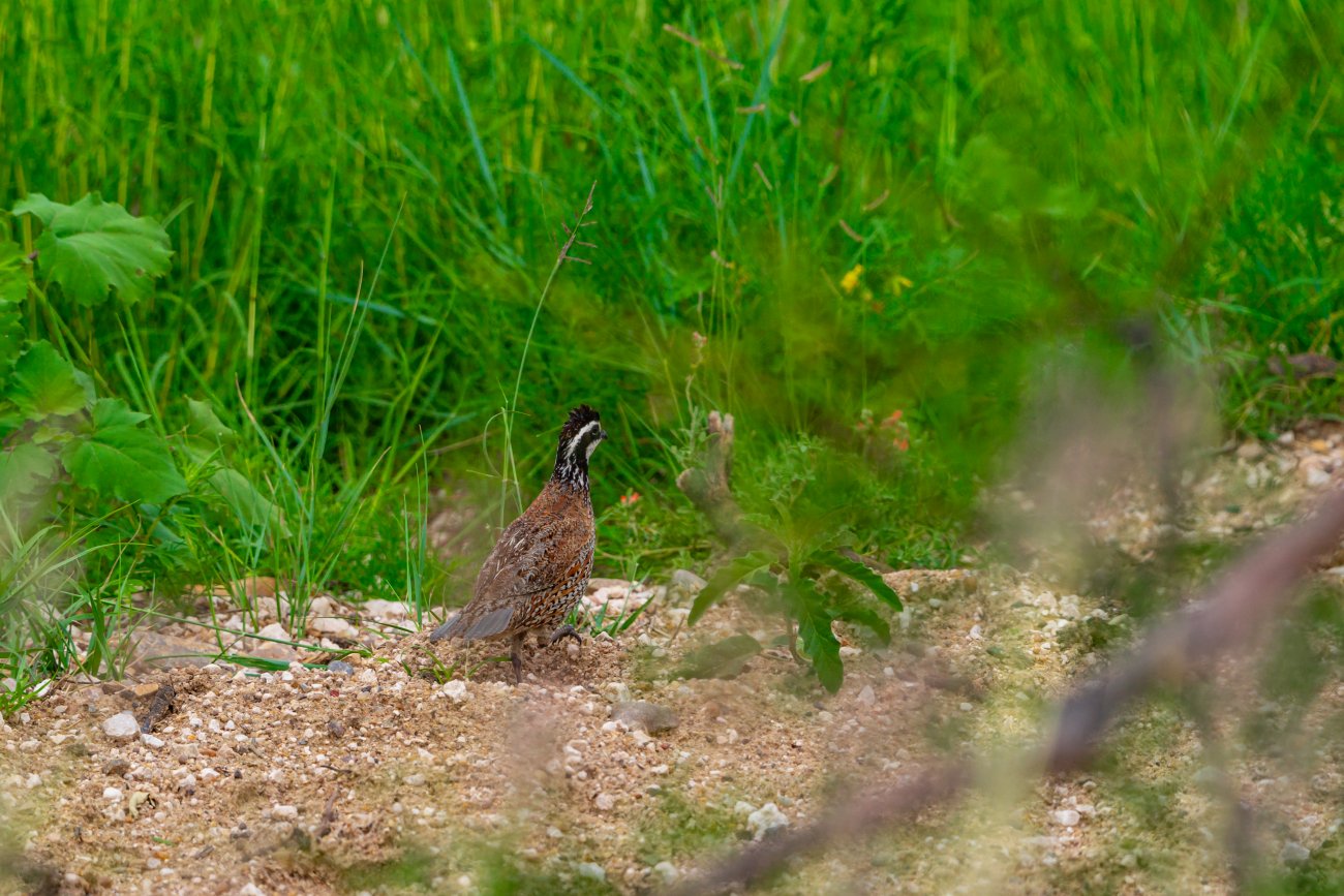 The BirdDog Story | A Movement for Land Stewardship, Legacy & Conservation